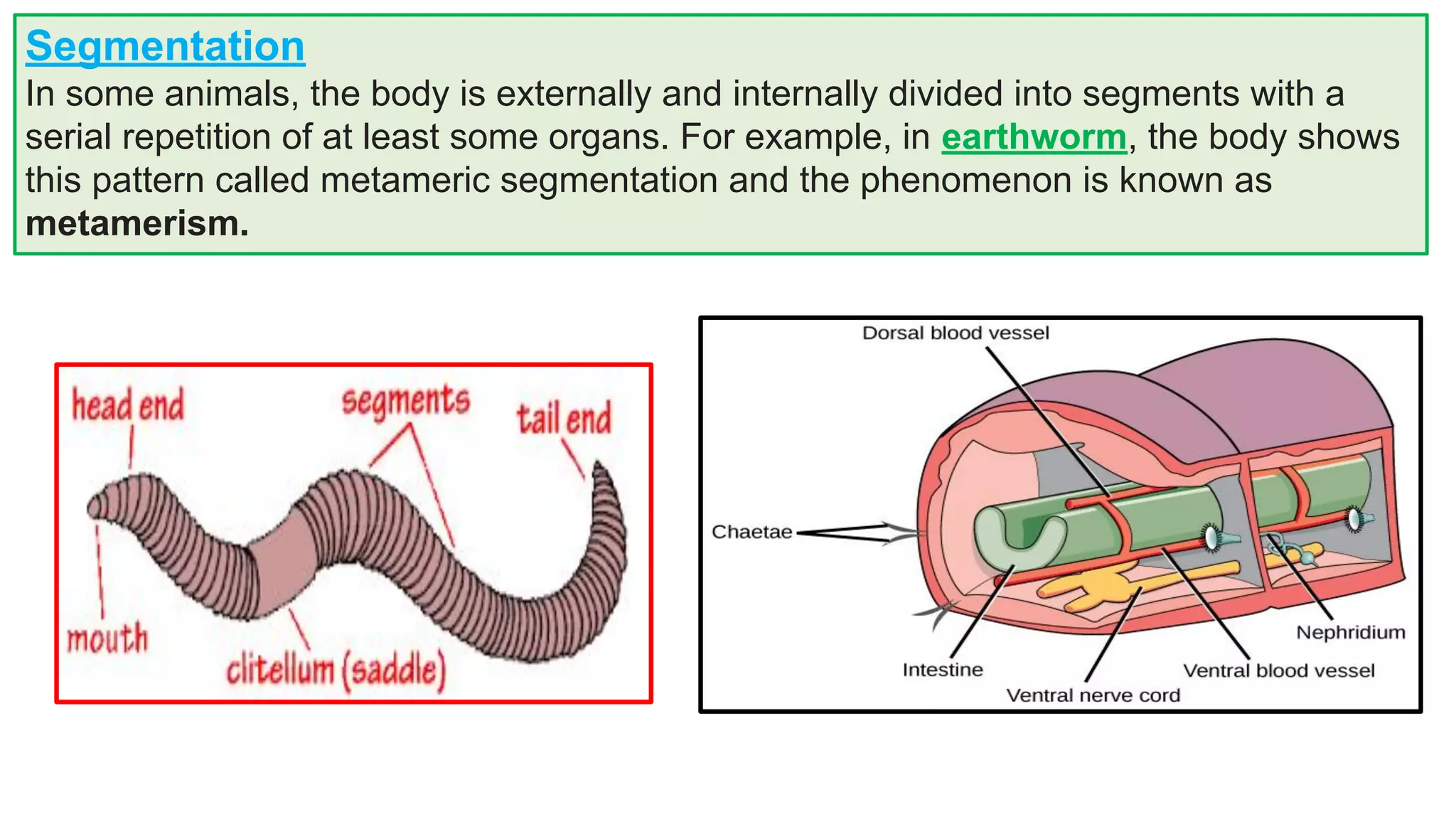 Animal kingdom introduction | PDF