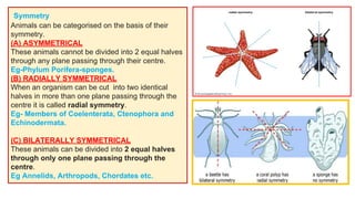 Animal kingdom introduction | PDF