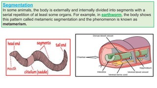 Animal kingdom introduction | PDF