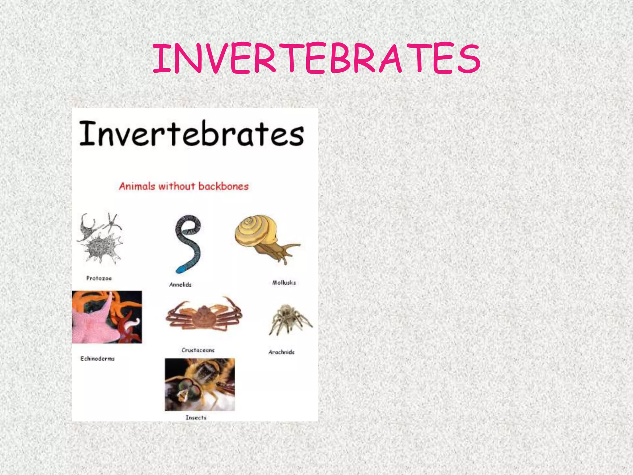 Animal kingdom: invertebrates | PPTX