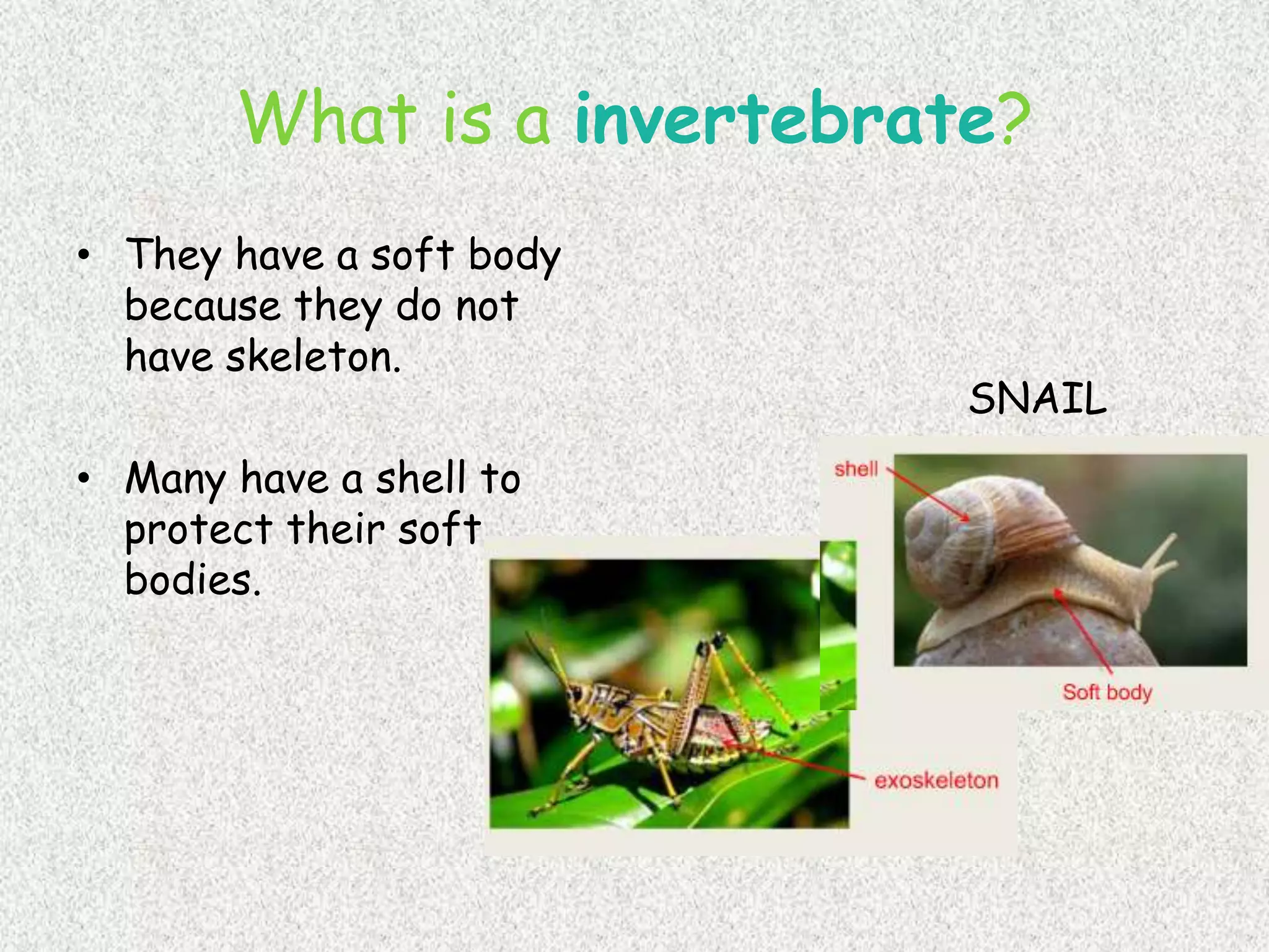 Animal kingdom: invertebrates | PPTX