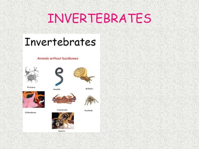 Animal kingdom: invertebrates | PPTX