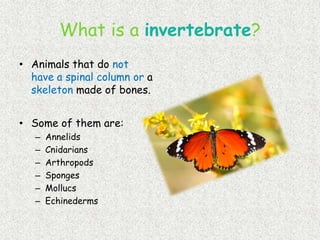 Animal kingdom: invertebrates | PPTX