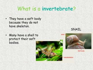 Animal kingdom: invertebrates | PPTX