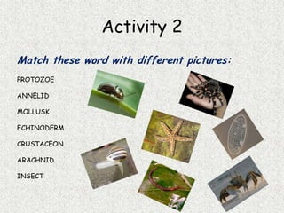 Animal kingdom: invertebrates | PPTX
