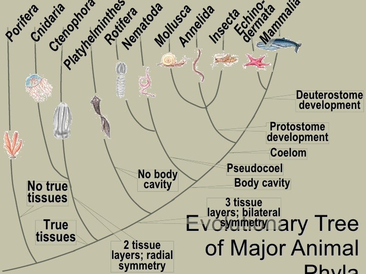 Animal kingdom plus1