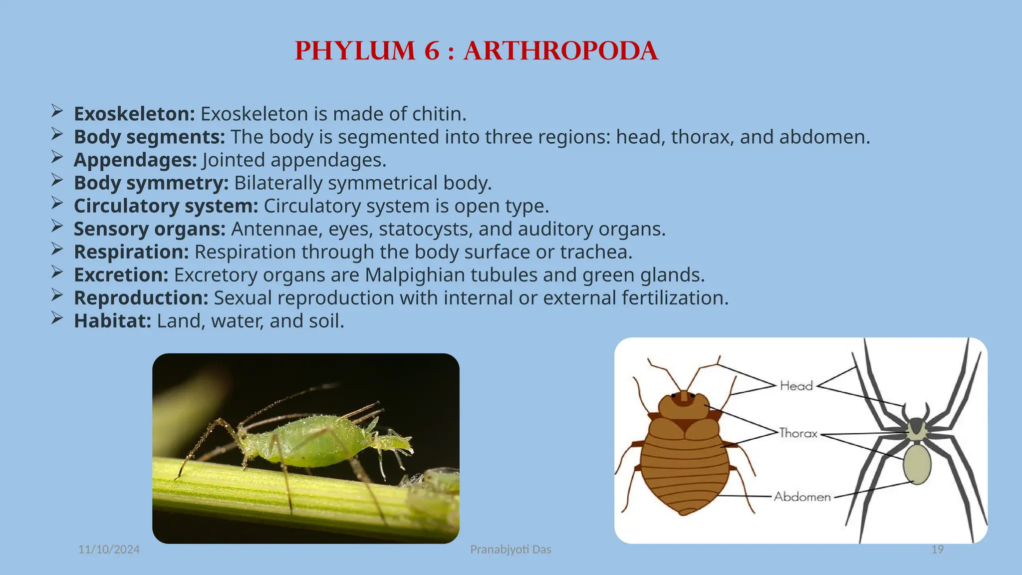 Classification and characters of Invertebrate .pptx
