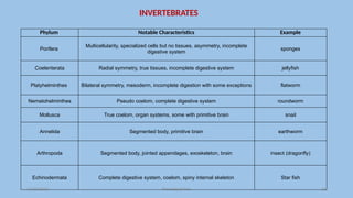 Classification and characters of Invertebrate .pptx
