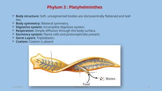 Classification and characters of Invertebrate .pptx