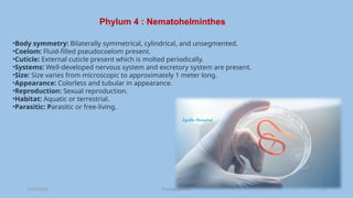 Classification and characters of Invertebrate .pptx