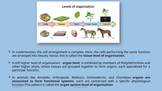 Classification and characters of Invertebrate .pptx