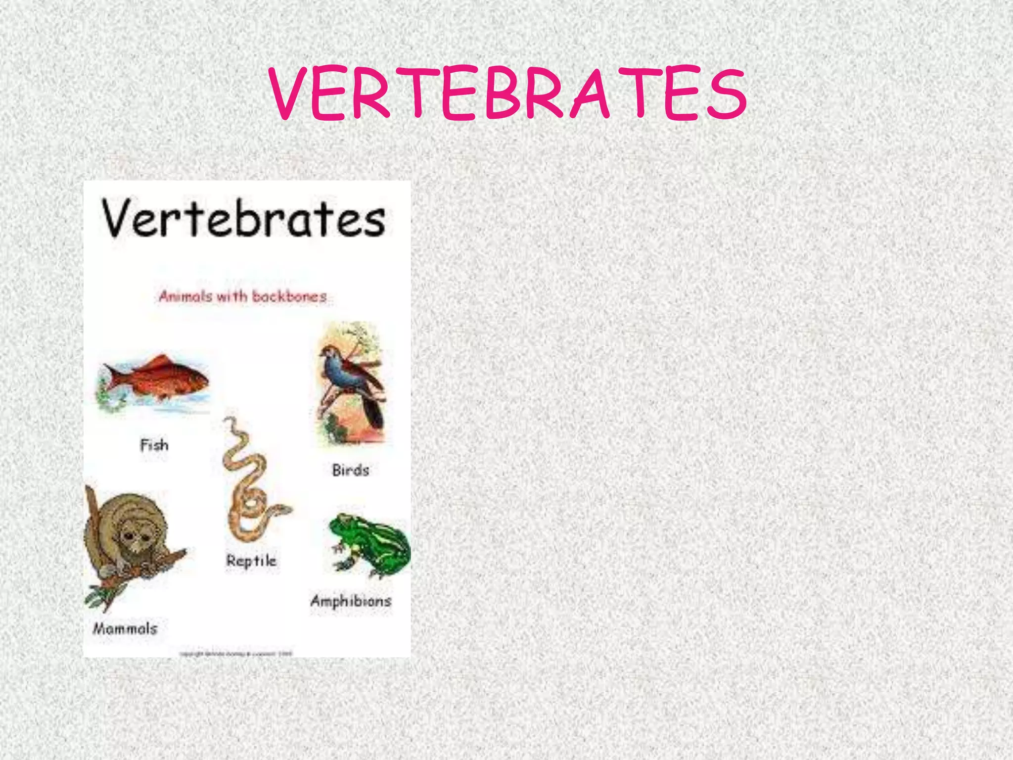 Animal kingdom: vertebrates | PPTX