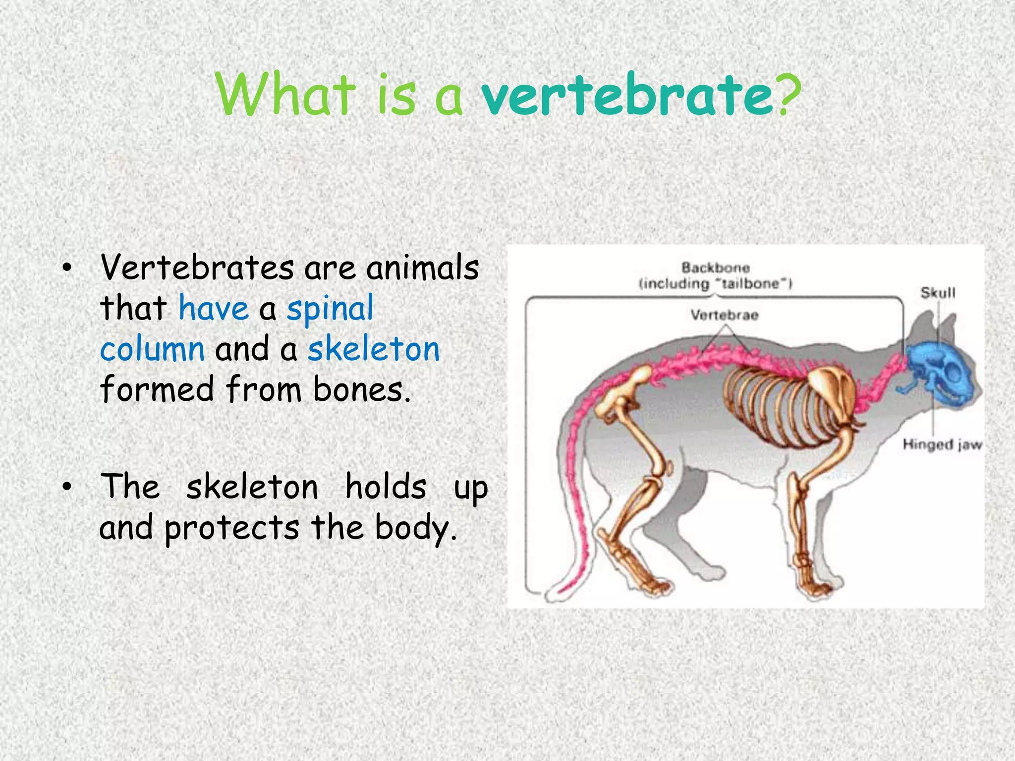Animal kingdom: vertebrates | PPTX