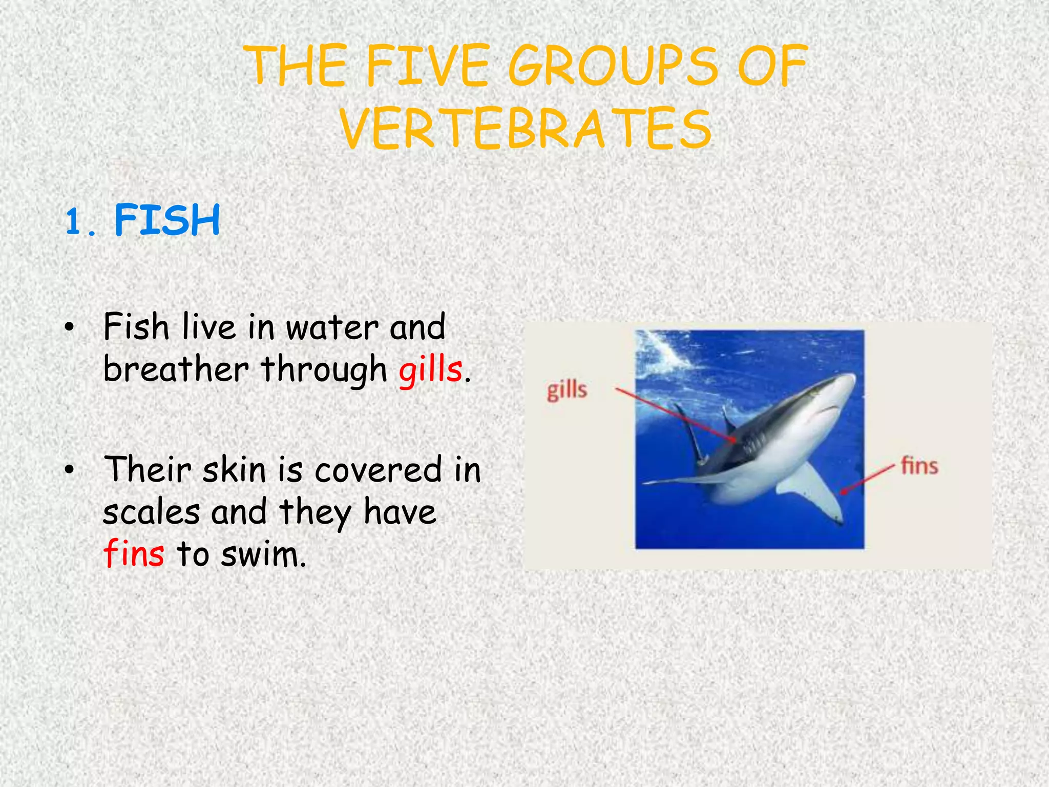 Animal kingdom: vertebrates | PPTX