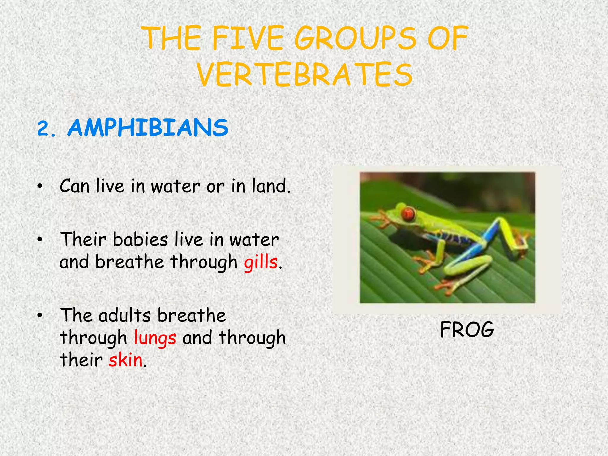 Animal kingdom: vertebrates | PPTX