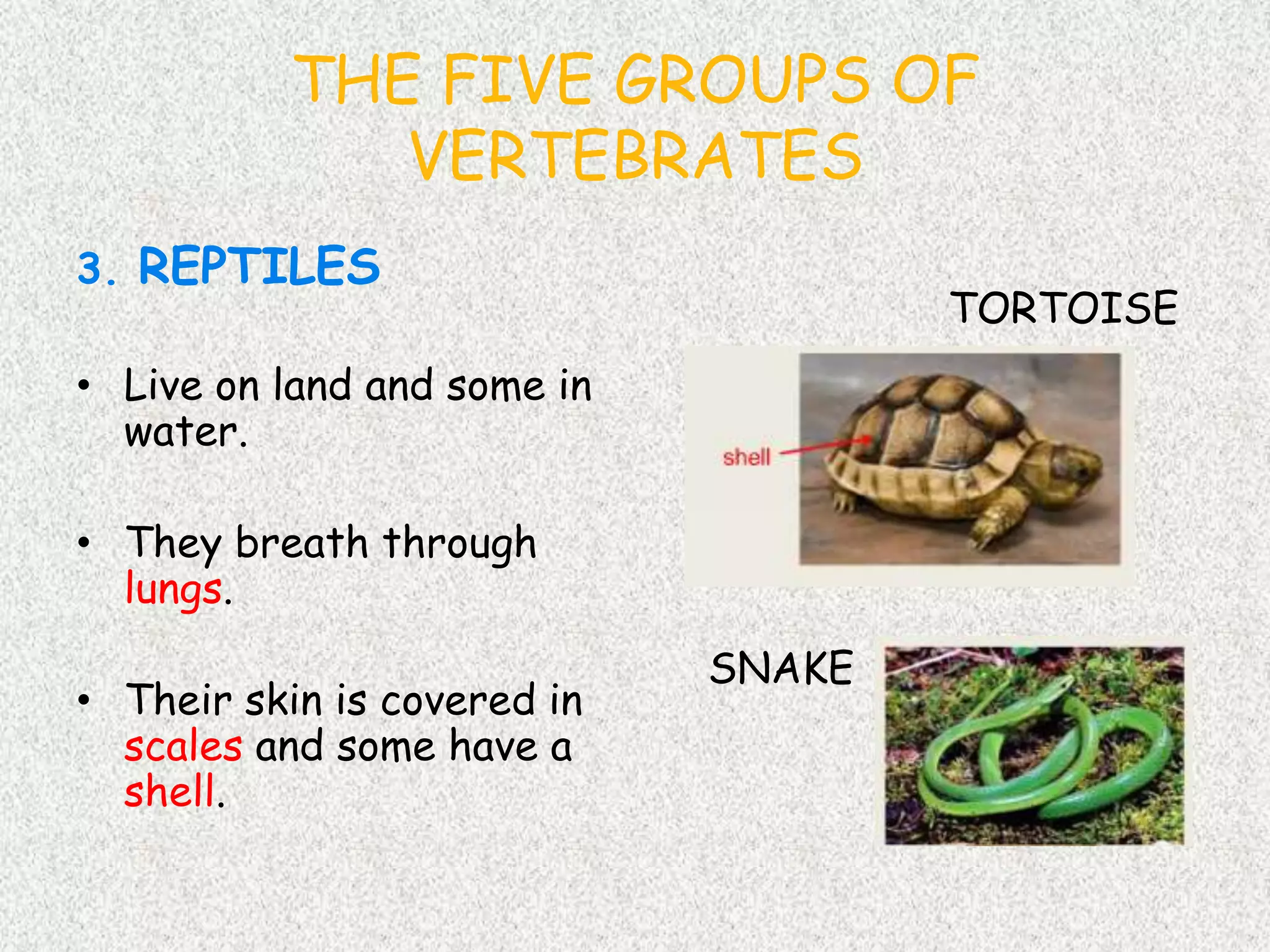Animal kingdom: vertebrates | PPTX
