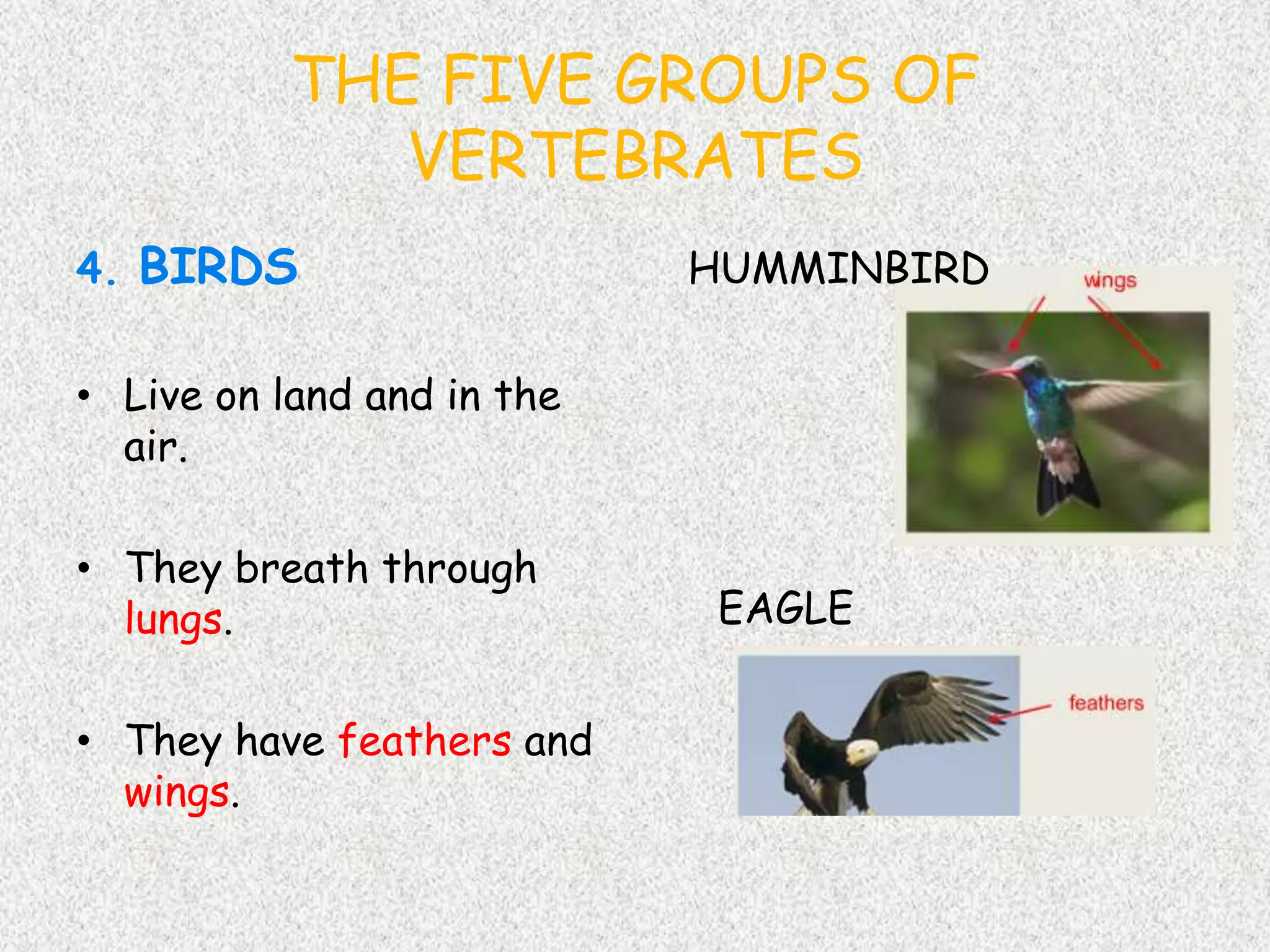 Animal kingdom: vertebrates | PPTX