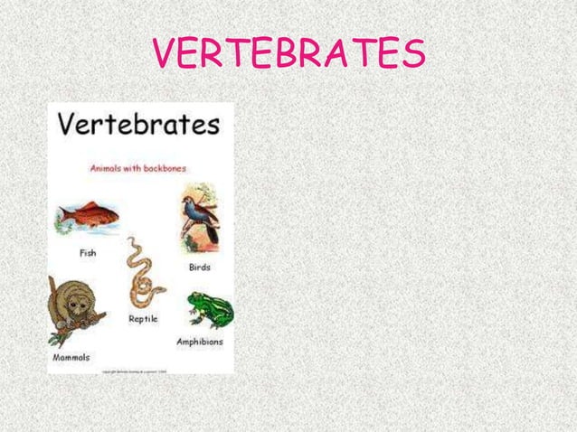 Animal kingdom: vertebrates | PPTX