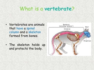 Animal kingdom: vertebrates | PPTX
