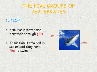 Animal kingdom: vertebrates | PPTX