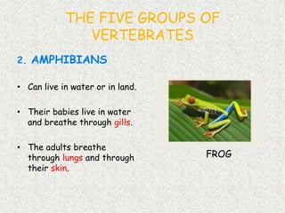 Animal kingdom: vertebrates | PPTX