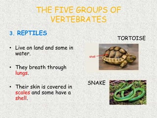 Animal kingdom: vertebrates | PPTX