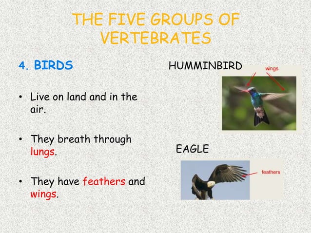 Animal kingdom: vertebrates | PPTX