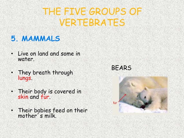 Animal kingdom: vertebrates | PPTX