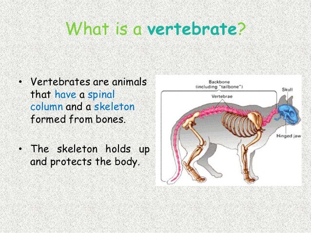 Animal kingdom: vertebrates