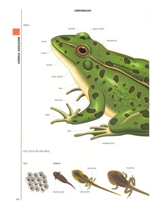 Animal Kingdom - Visual Dictionary | PDF