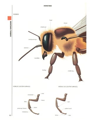 Animal Kingdom - Visual Dictionary | PDF
