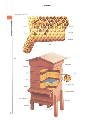 Animal Kingdom - Visual Dictionary | PDF