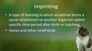 Animal learning by Tahaa Saeed | PPT