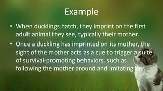 Animal learning by Tahaa Saeed | PPTX