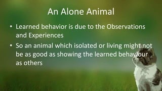 Animal learning by Tahaa Saeed | PPT