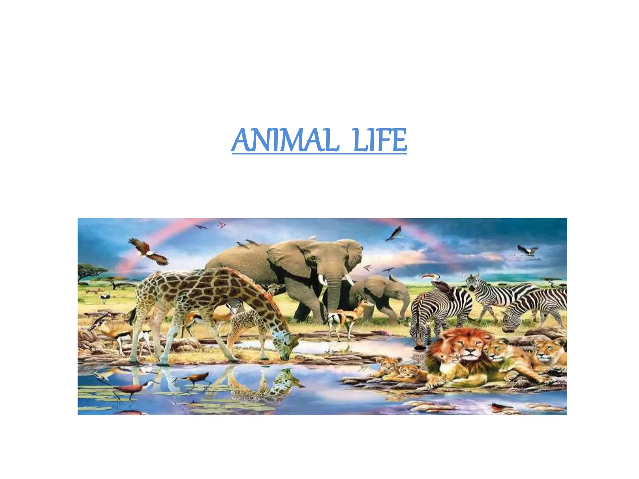 ANIMAL LIFE -REEM-5D.pptxANIMAL LIFE -REEM-5D.pptx