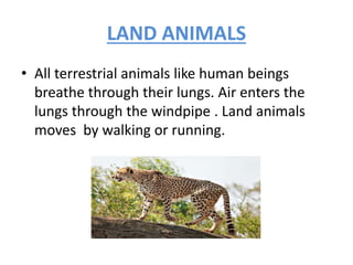 ANIMAL LIFE -REEM-5D.pptxANIMAL LIFE -REEM-5D.pptx