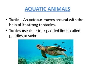 ANIMAL LIFE -REEM-5D.pptxANIMAL LIFE -REEM-5D.pptx