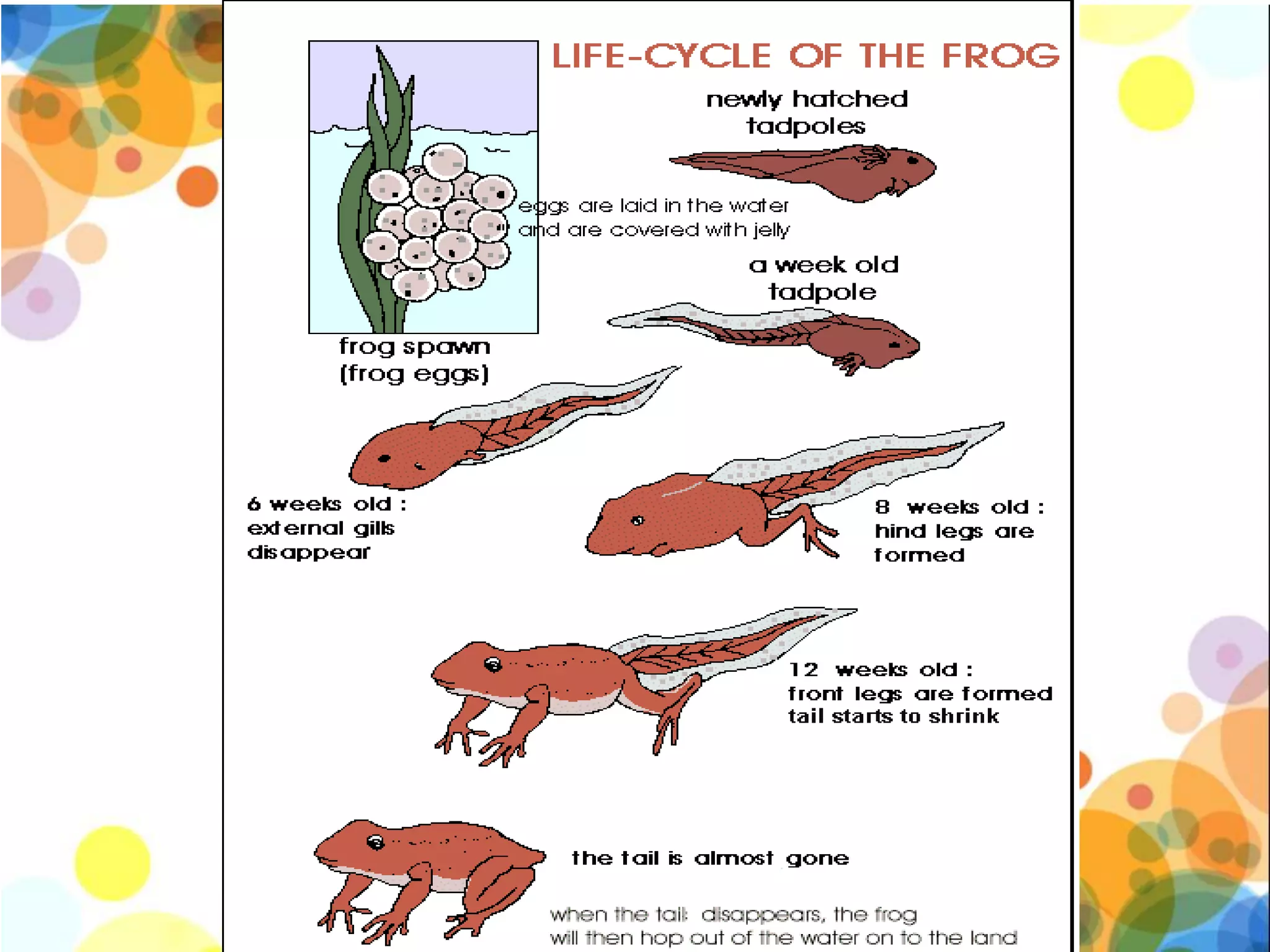 Animal life cycle | PPTX