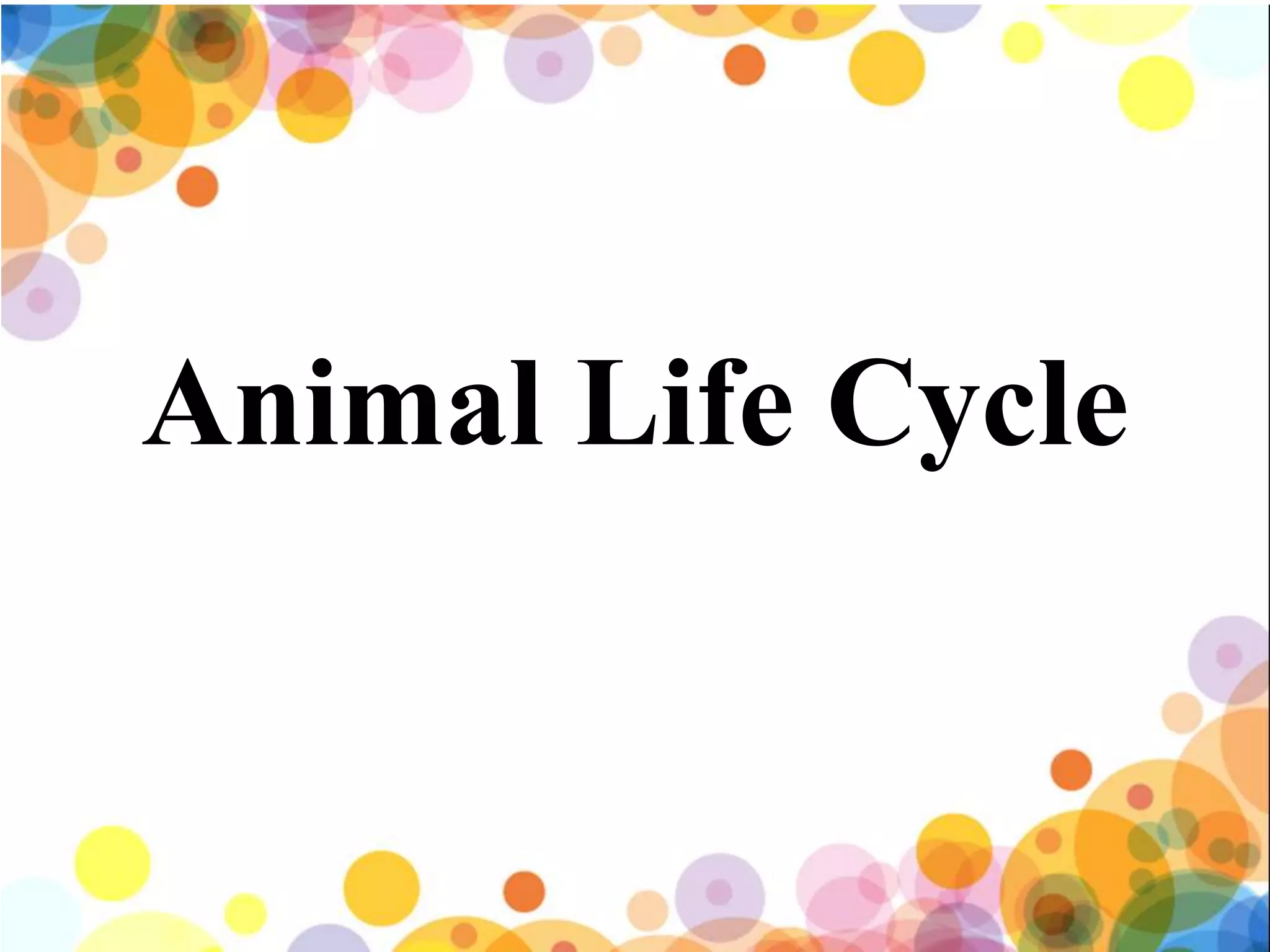 Animal life cycle | PPT