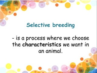 Animal life cycle | PPTX