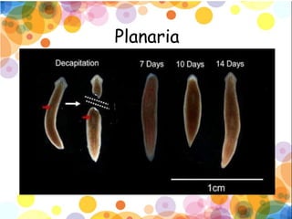 Animal life cycle | PPTX