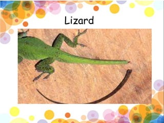 Animal life cycle | PPTX