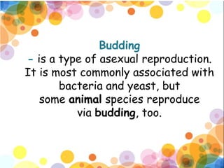 Animal life cycle | PPTX