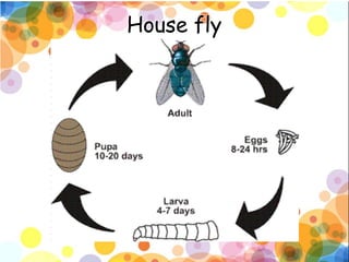 Animal life cycle | PPTX