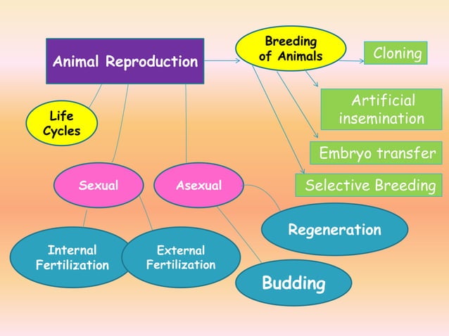 Animal life cycle | PPTX | Infertility | Reproductive Health