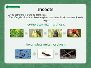 Animal life cycle----------------------- | PPTX