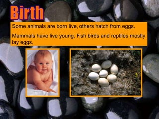 Animal lifecycles | PPTX