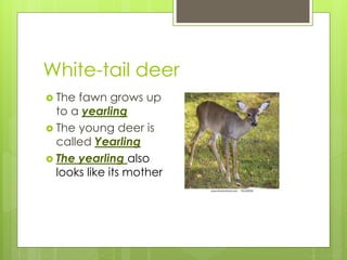 Animal life cycles | PPT