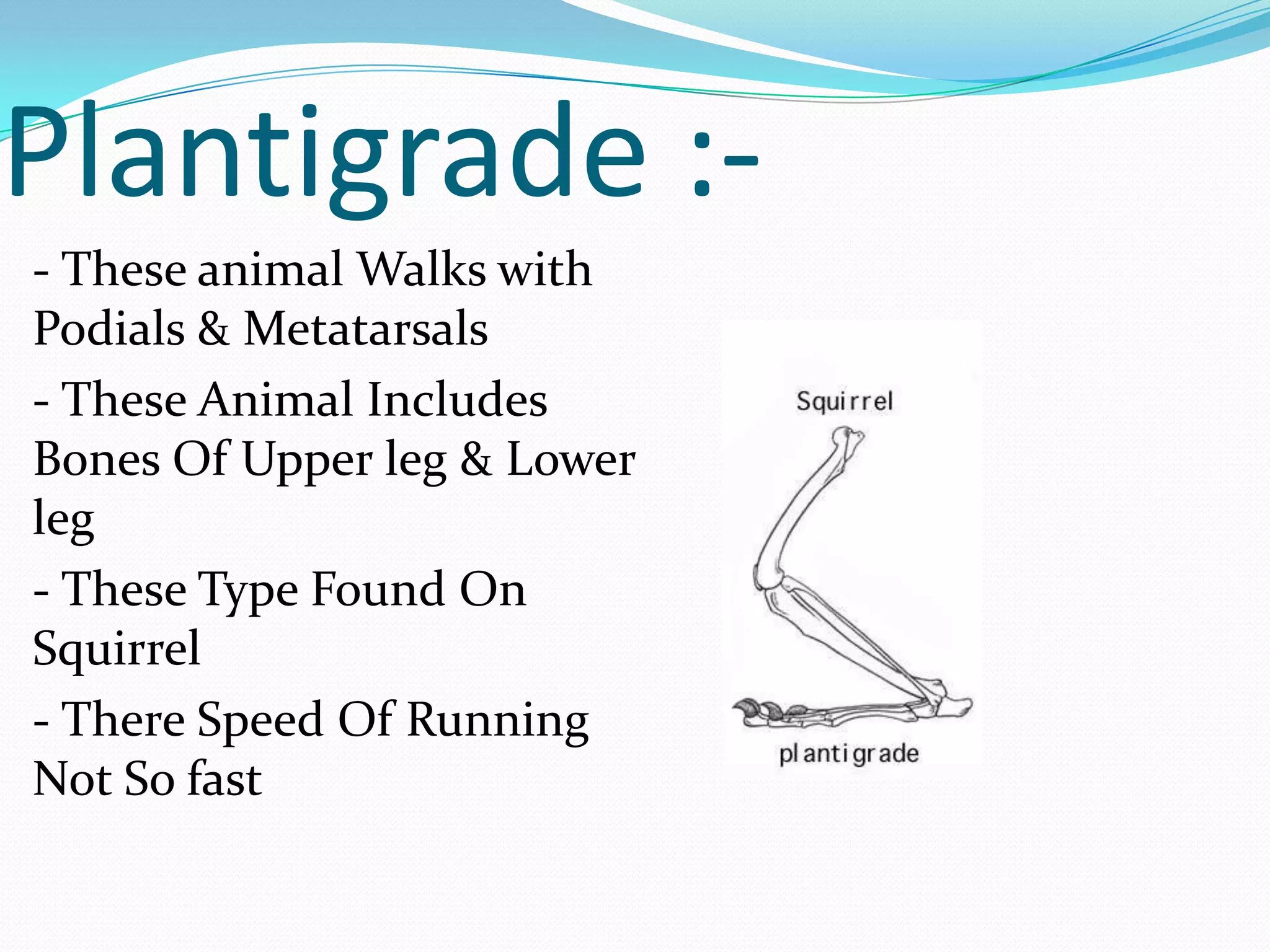 Animal locomotion Type | PPT